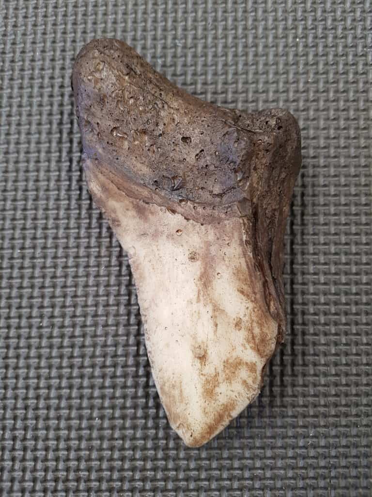 Foam Latex Follilised tooth replica - Vengeance FX